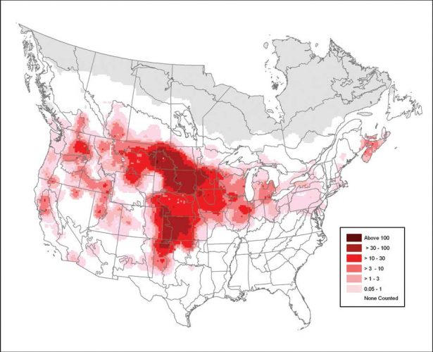 Ring-Necked Pheasant Facts - Grit